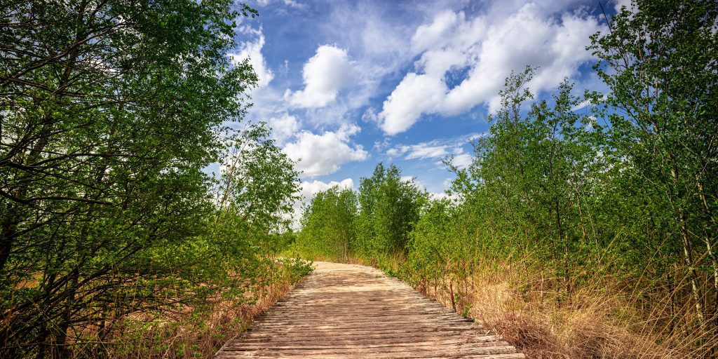 Natuur In Brabant Heeft Jaarlijks Zestig Miljoen Kuub Grondwater Nodig