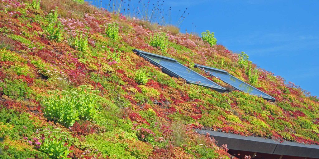 VBB norm voor begroeide daken gratis beschikbaar - Bouw en Uitvoering